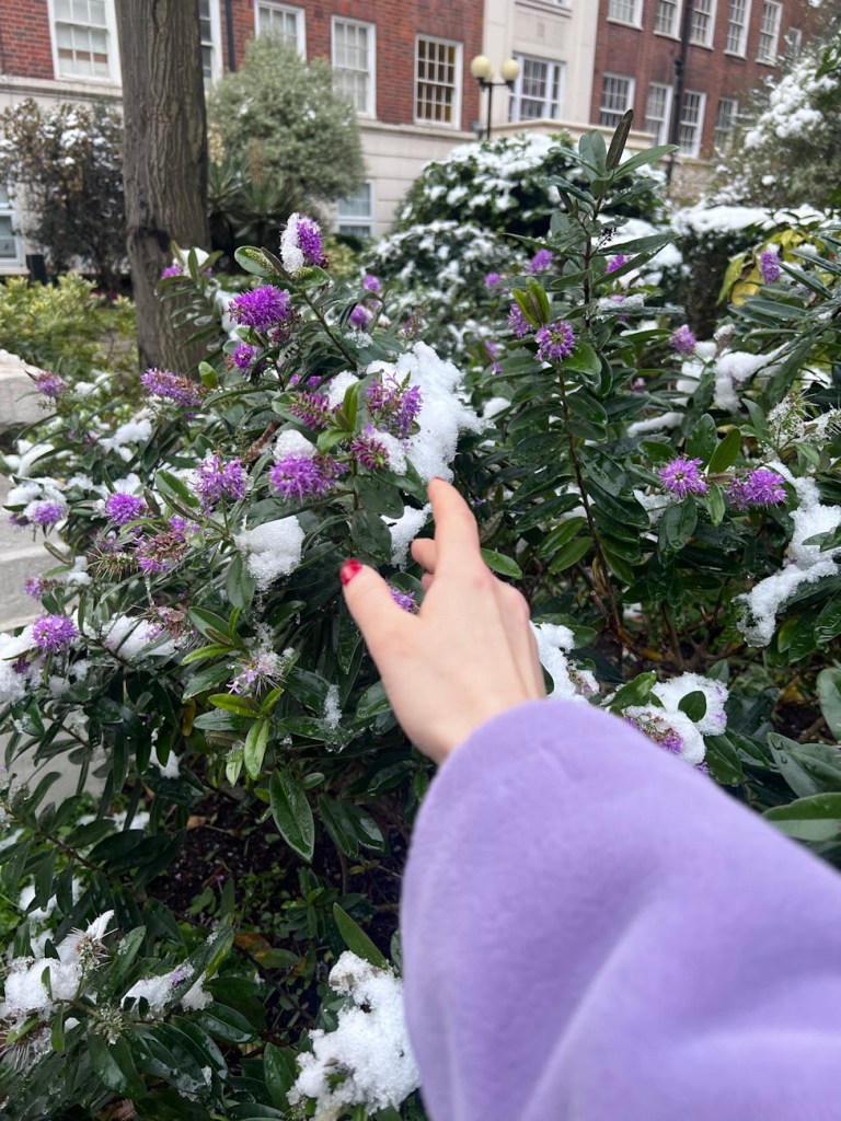 Part II: Flower in the Snow… | Evanalife
